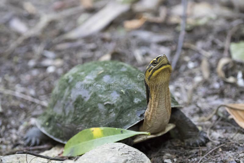 Image of an Eastern Chicken Turtle in Thailand. Stock Image - Image of ...