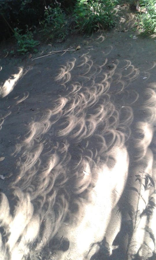 Eclipse Shadows in the Compound Stock Photo - Image of compound, felt ...