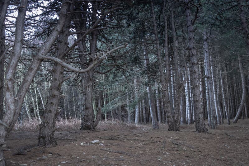 This is an Image of an Eerie Scene in a Forest Stock Image - Image of ...