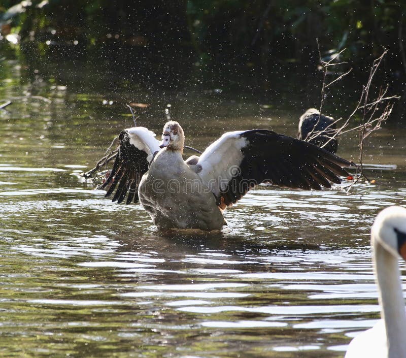 Egyptian goose wing flap stock image. Image of surrey - 292534371 Egyptian goose wing flap stock image. Image of surrey - 292534371