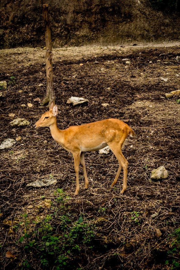 Image of Eld`s deer stock photo. Image of animal, mammal - 96853710