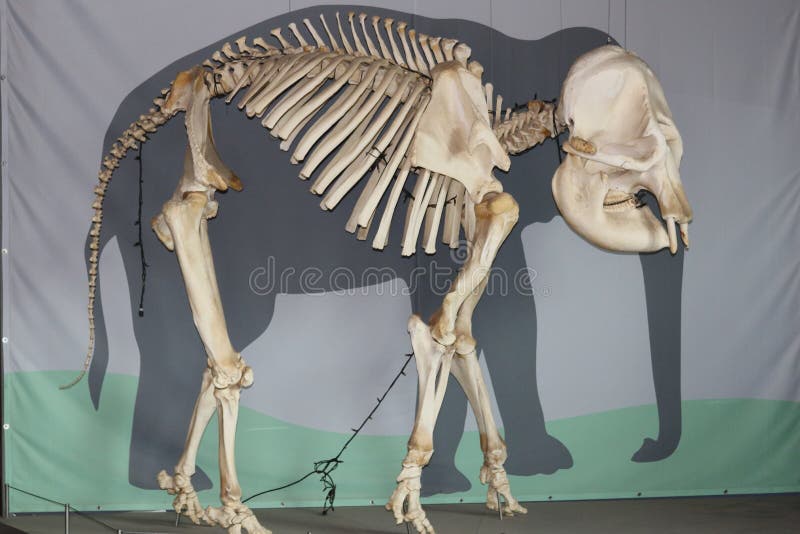 Elephant Skeleton