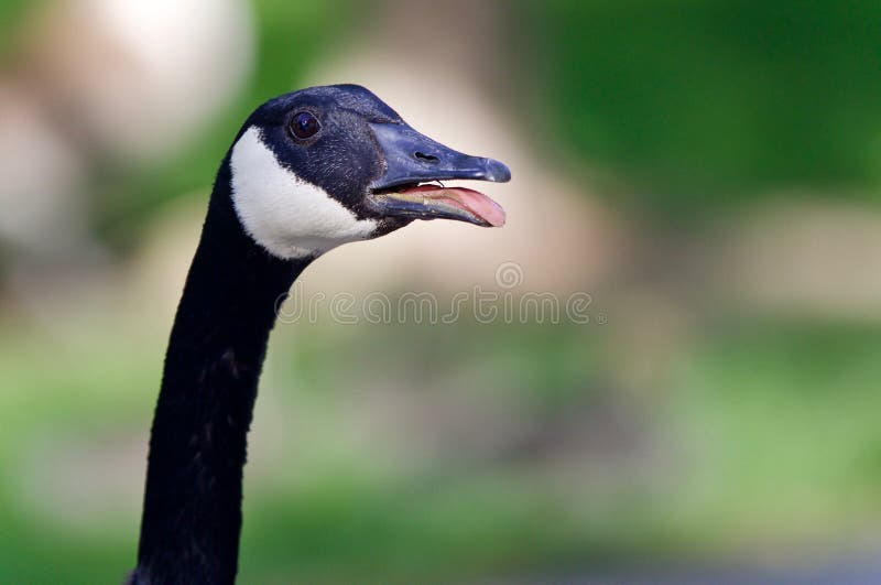 Image of an Emotional Canada Goose Screaming Stock Photo - Image of ...