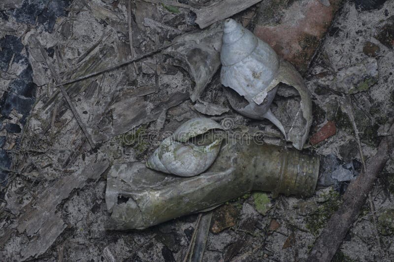 Empty Shell of the Dead Garden Snail on the Dirty Ground Stock Image ...