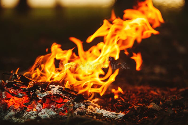 Petit feu image stock. Image du firewood, brûlure, forêt - 15257567