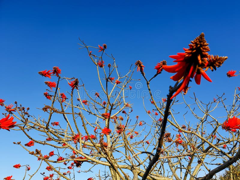 Image of a Erythrina Lysistemon Hutch Also Called Lucky Bean Tree or ...