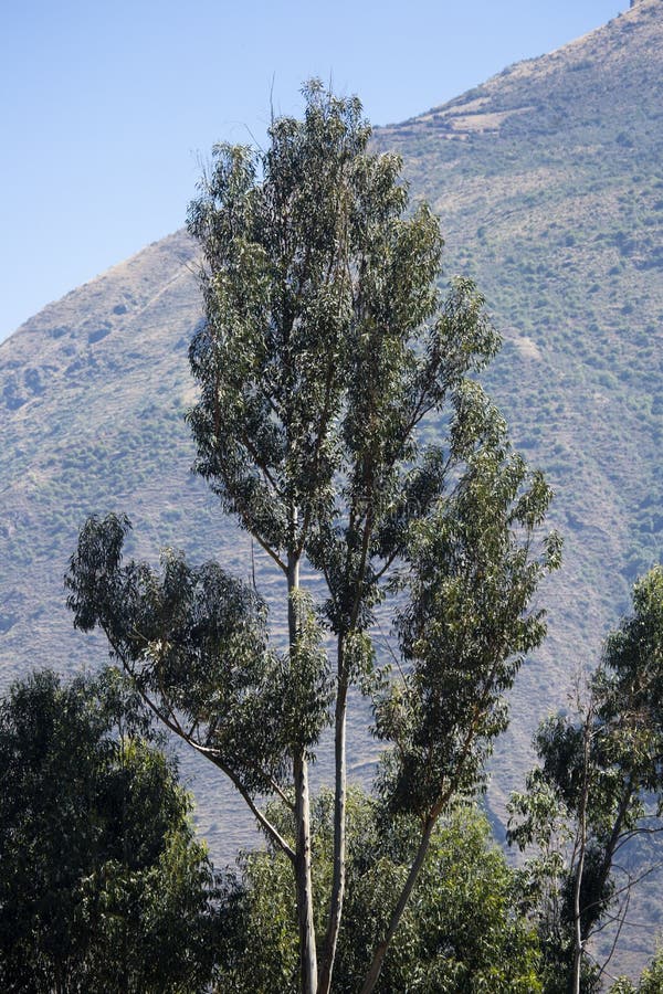 Image of Eucalyptus Tree in Peruvian Andes. Stock Photo - Image of ...