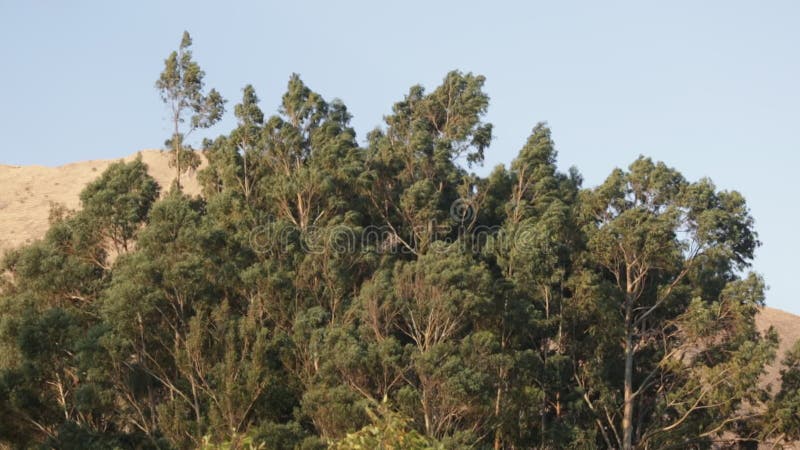 Image of Eucalyptus Tree in Peruvian Andes. Stock Footage - Video of ...