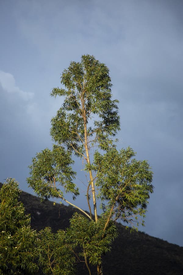 Image of Eucalyptus Tree in Peruvian Andes. Stock Image - Image of ...