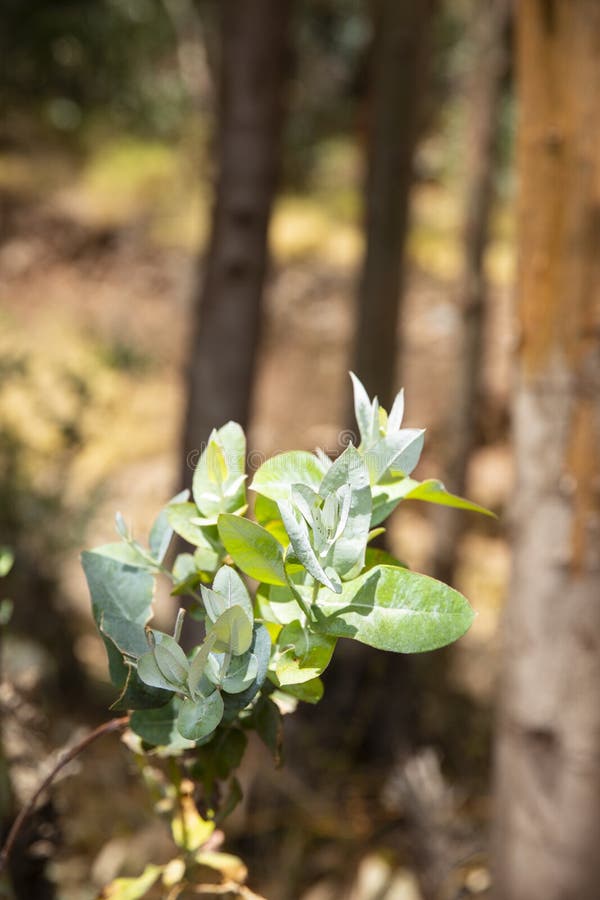 Image of Eucalyptus Tree in Peruvian Andes. Stock Photo - Image of ...