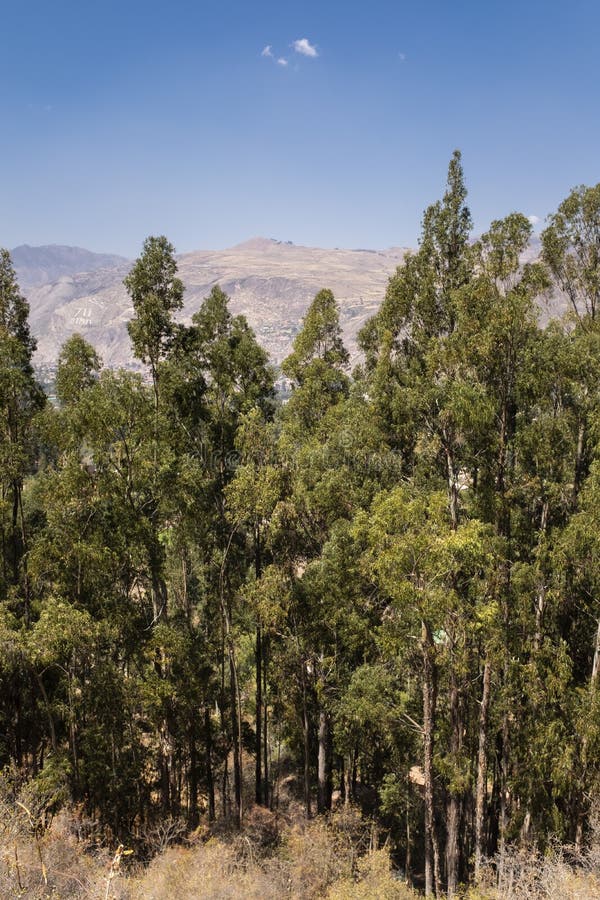 Image of Eucalyptus Tree in Peruvian Andes. Stock Photo - Image of ...