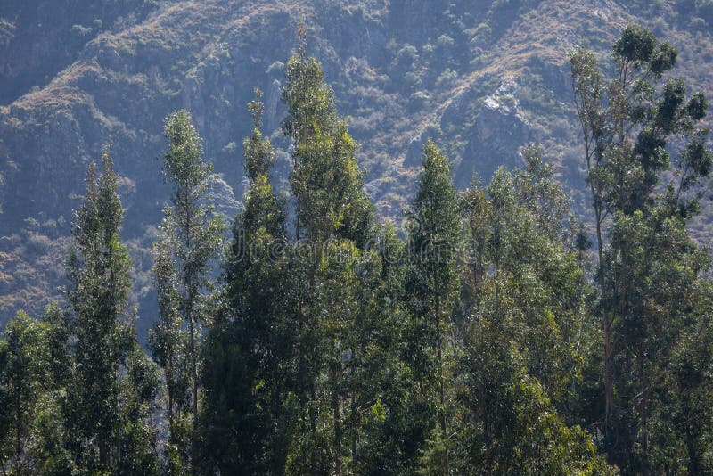 Image of Eucalyptus Tree in Peruvian Andes. Stock Image - Image of ...
