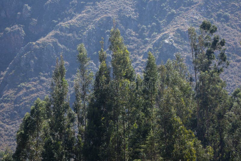 Image of Eucalyptus Tree in Peruvian Andes. Stock Image - Image of ...