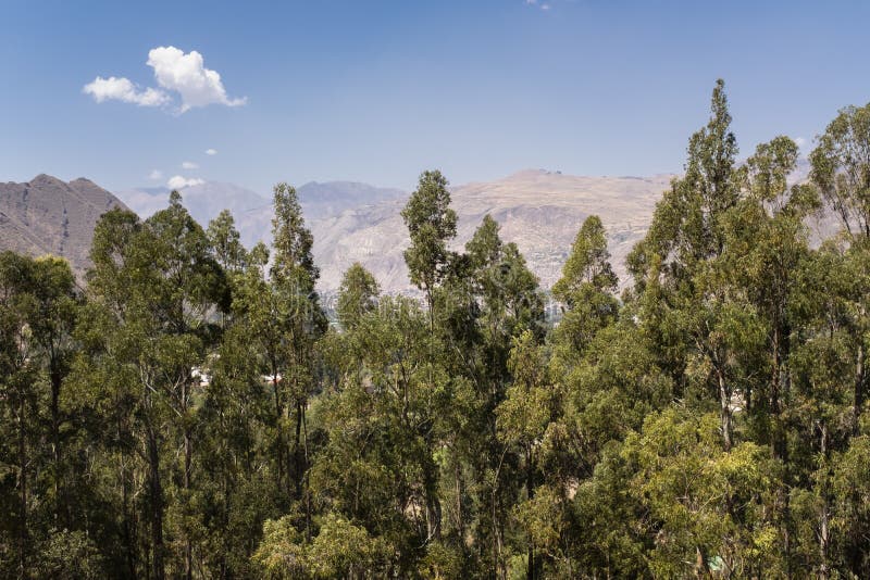 Image of Eucalyptus Tree in Peruvian Andes. Stock Image - Image of ...