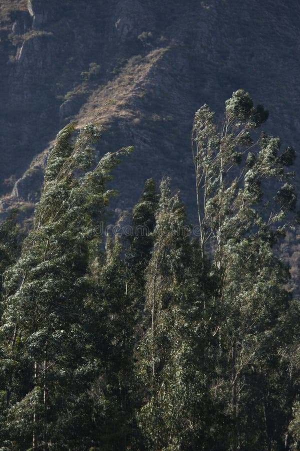 Image of Eucalyptus Tree in Peruvian Andes. Stock Image - Image of ...