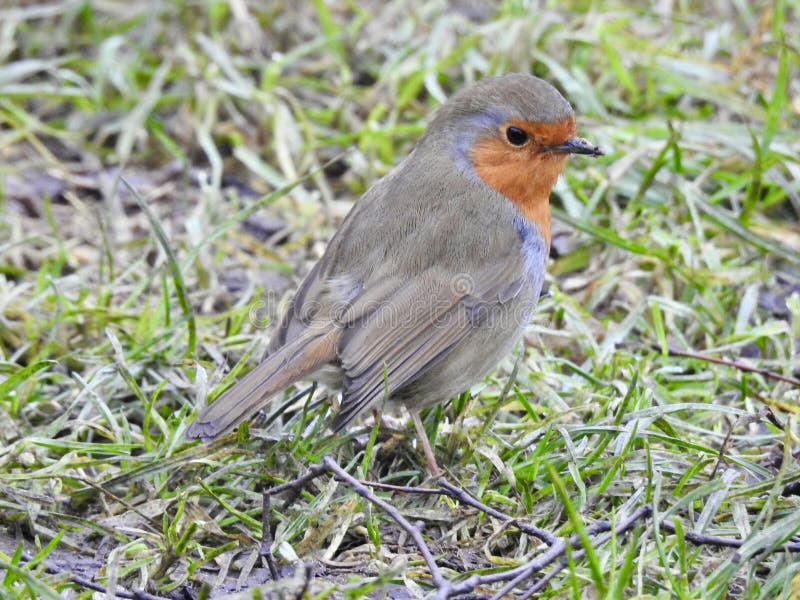 A robin on the grass stock image. Image of twig, flower - 360133787