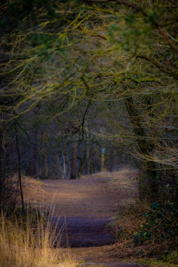 Secluded Pathway through the Winter Forest Stock Photo - Image of muted ...