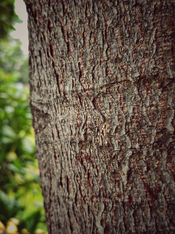 An image of exotic bark stock photo. Image of nature - 210790274