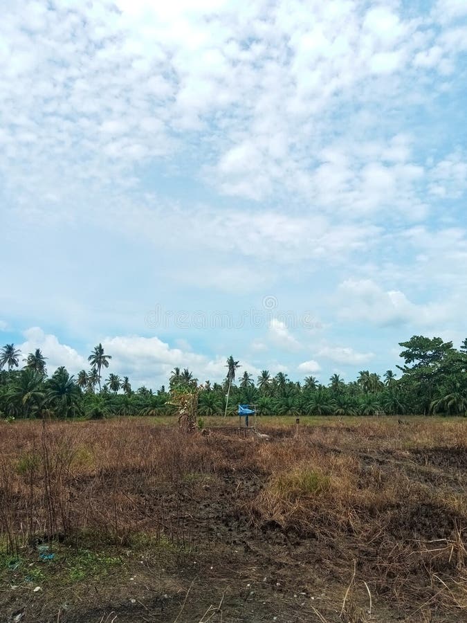 Former Rice Plant Stock Photos - Free & Royalty-Free Stock Photos from ...