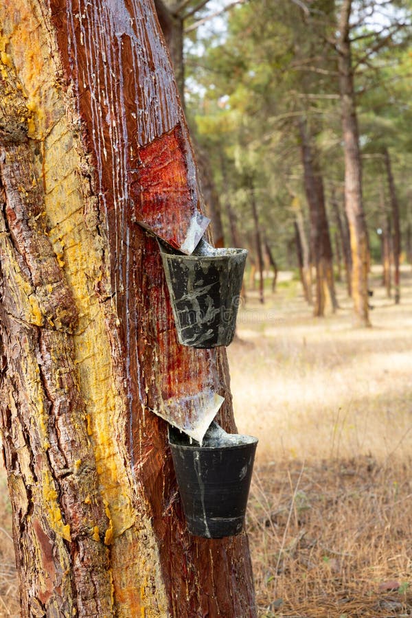 Image of Extraction of Resin in a Pine Forest at Sunny Day Stock Photo ...