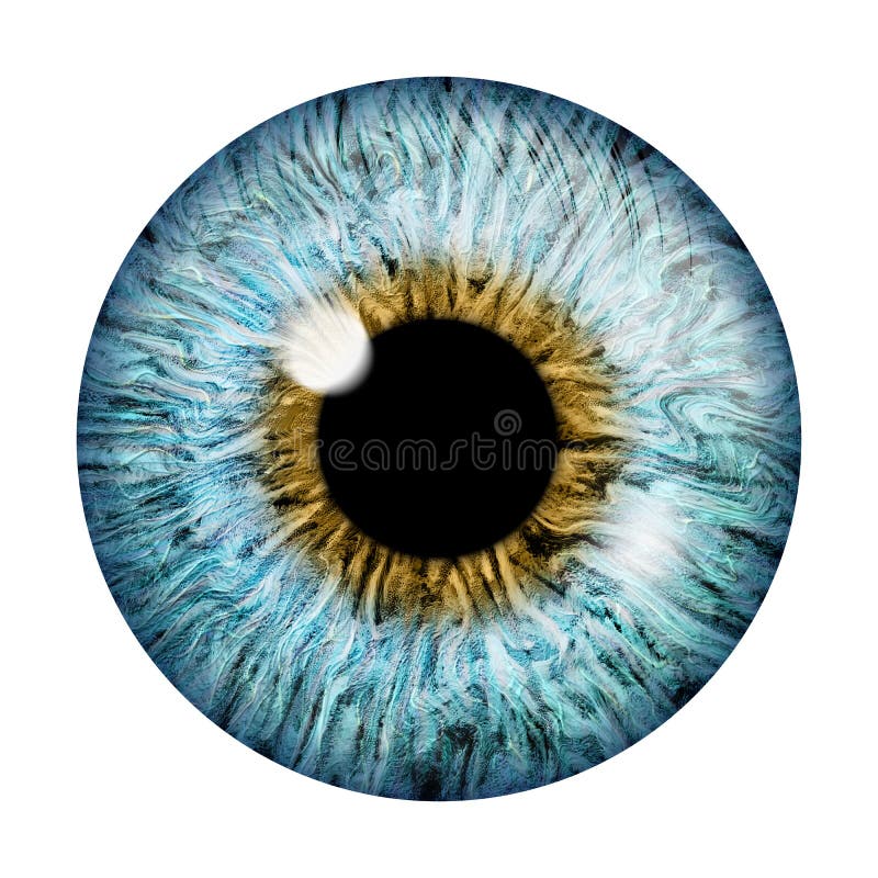 Realistic Image of an Eye. Iris, Cornea, Retina with Luminous Flash ...