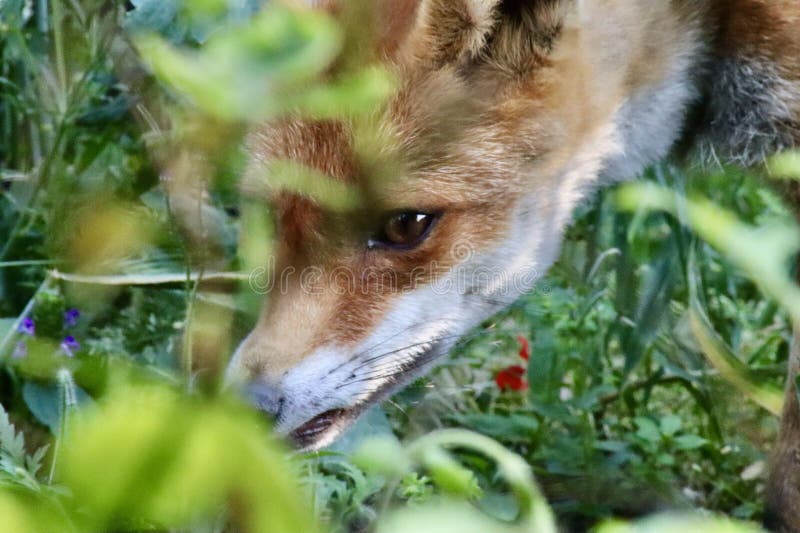 Red fox face stock photo. Image of british, england - 283971456