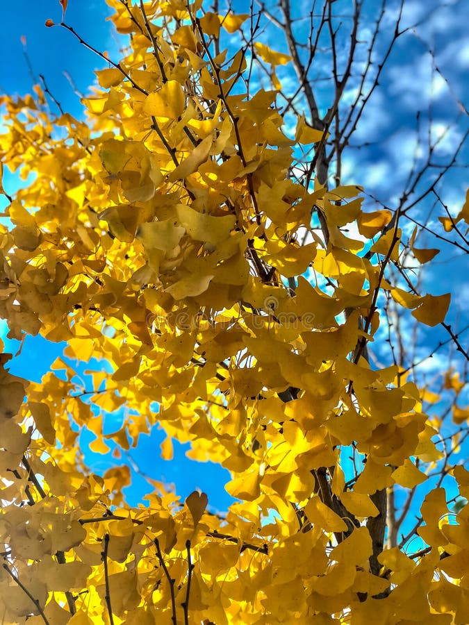 Fall Yellow Leaves on a Tree Stock Image - Image of central, explore ...