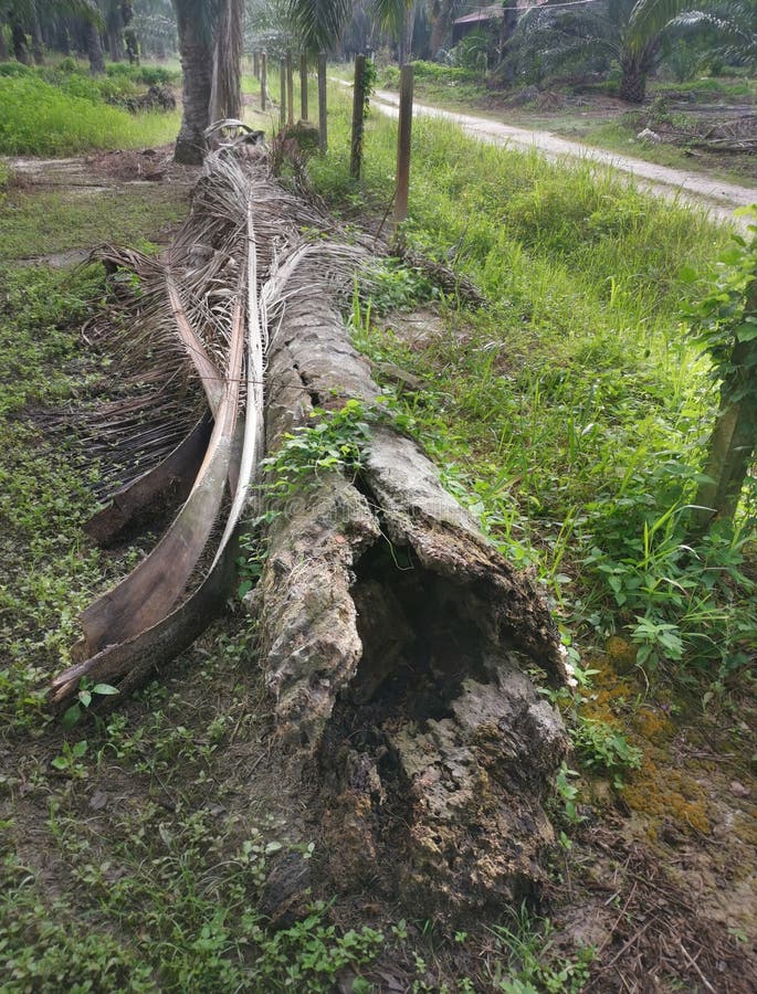 The Fallen Decompose Tree Trunk on the Ground Stock Image - Image of ...