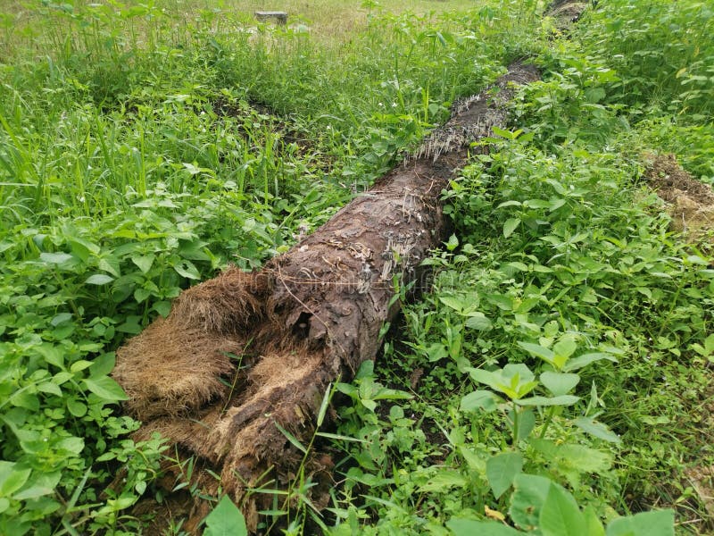 The Fallen Decompose Tree Trunk on the Ground Stock Photo - Image of ...