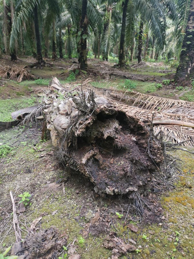 The Fallen Decompose Tree Trunk on the Ground Stock Image - Image of ...
