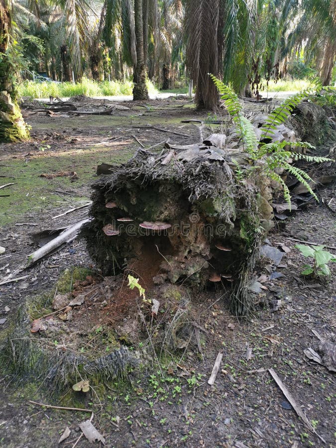 The Fallen Decompose Tree Trunk on the Ground Stock Photo - Image of ...