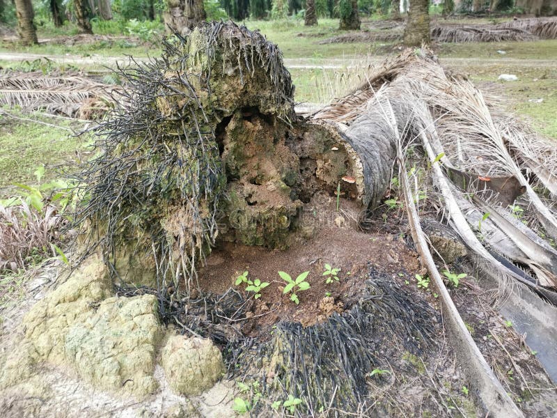 The Fallen Decompose Tree Trunk on the Ground Stock Photo - Image of ...