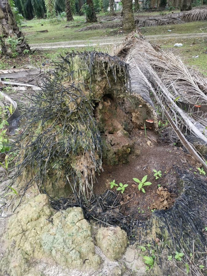The Fallen Decompose Tree Trunk on the Ground Stock Photo - Image of ...