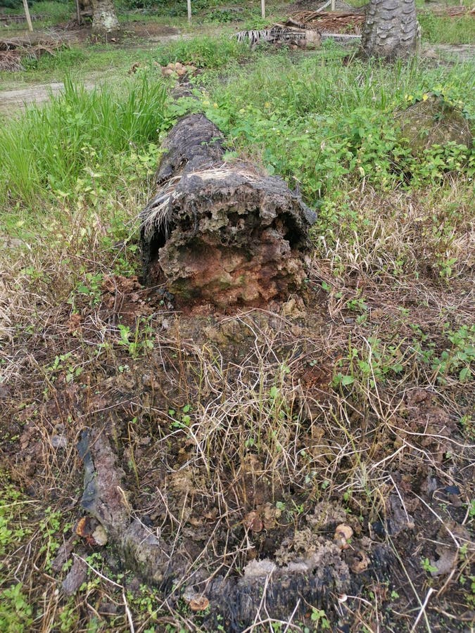 The Fallen Decompose Tree Trunk on the Ground Stock Image - Image of ...