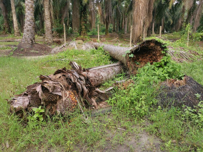 The Fallen Decompose Tree Trunk on the Ground Stock Image - Image of ...