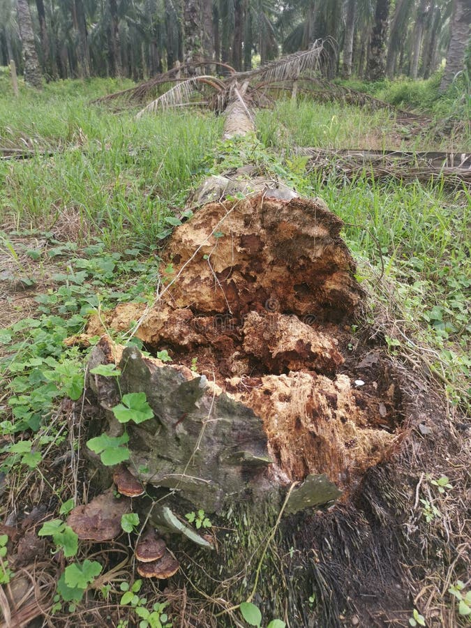The Fallen Decompose Tree Trunk on the Ground Stock Image - Image of ...