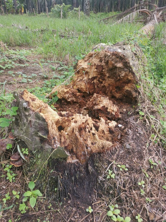 The Fallen Decompose Tree Trunk on the Ground Stock Image - Image of ...