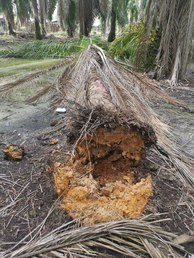 The Fallen Decompose Tree Trunk on the Ground Stock Image - Image of ...