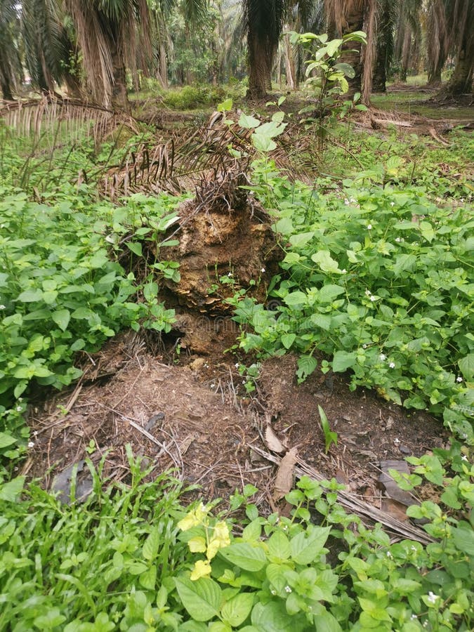 The Fallen Decompose Tree Trunk on the Ground Stock Image - Image of ...