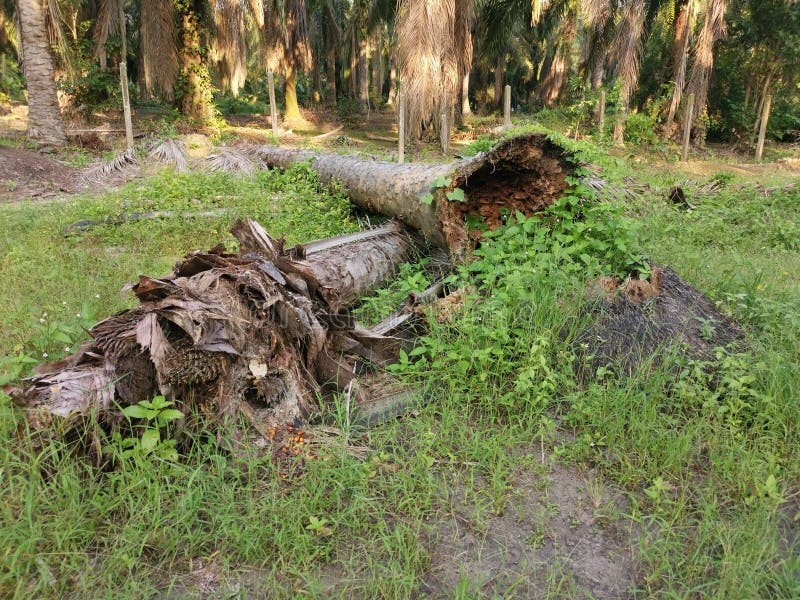 The Fallen Decompose Tree Trunk on the Ground Stock Image - Image of ...