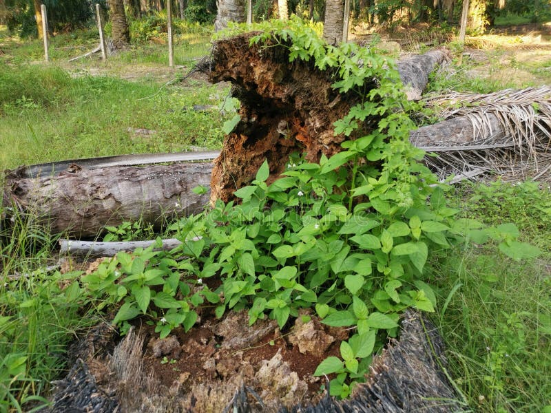 The Fallen Decompose Tree Trunk on the Ground Stock Image - Image of ...