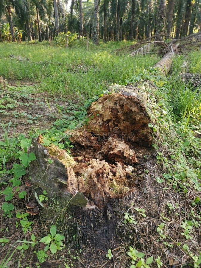 The Fallen Decompose Tree Trunk on the Ground Stock Photo - Image of ...