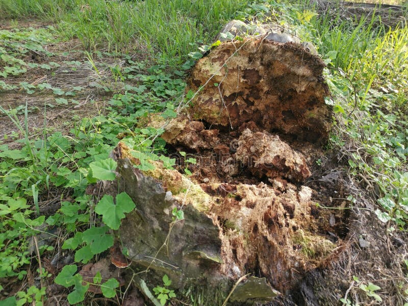 The Fallen Decompose Tree Trunk on the Ground Stock Image - Image of ...