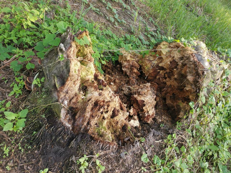 The Fallen Decompose Tree Trunk on the Ground Stock Photo - Image of ...