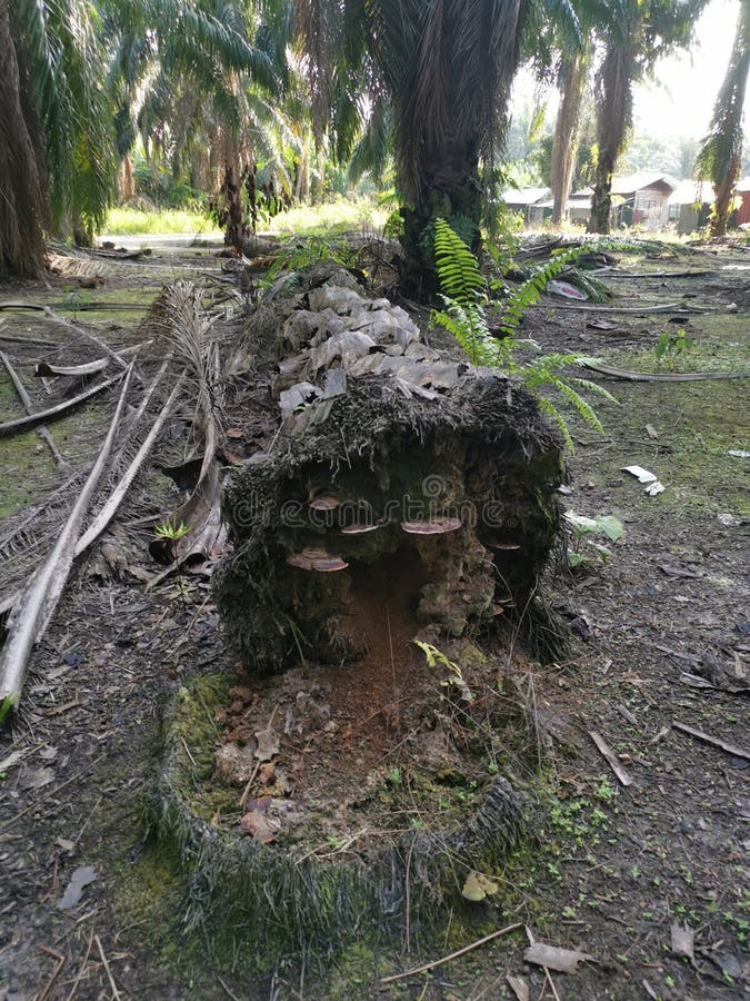 The Fallen Decompose Tree Trunk on the Ground Stock Image - Image of ...