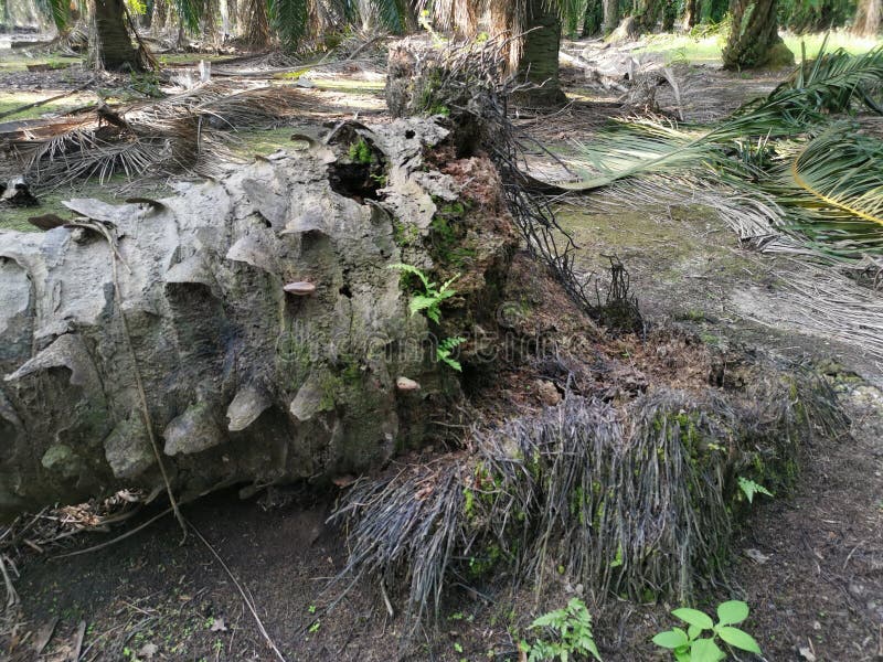 The Fallen Decompose Tree Trunk on the Ground Stock Photo - Image of ...