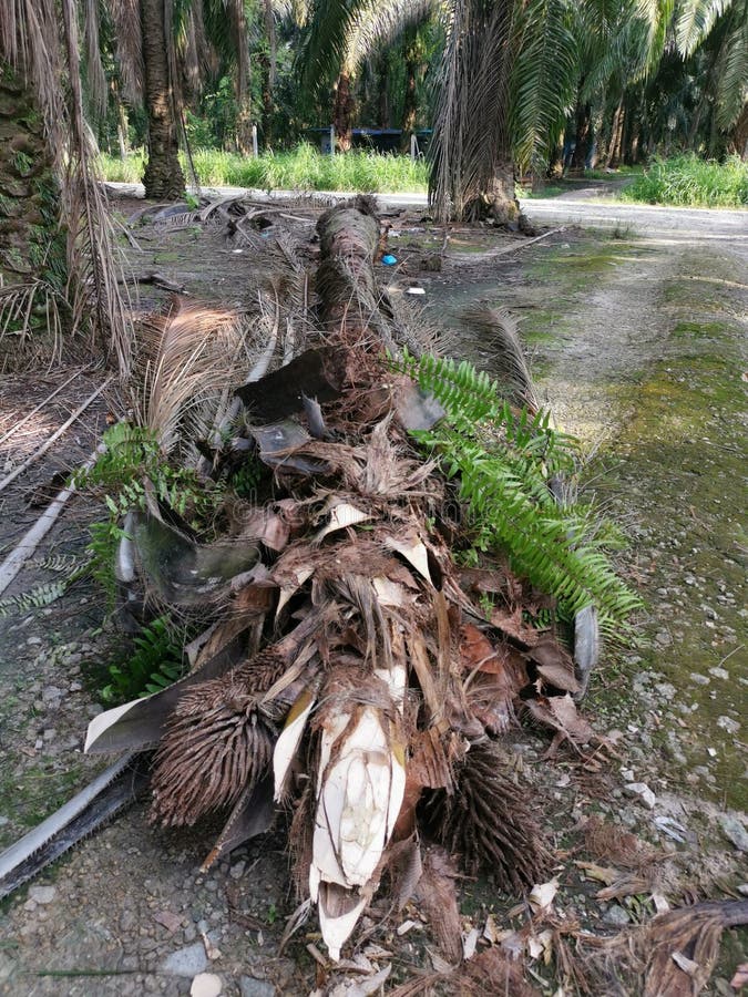 The Fallen Decompose Tree Trunk on the Ground Stock Photo - Image of ...