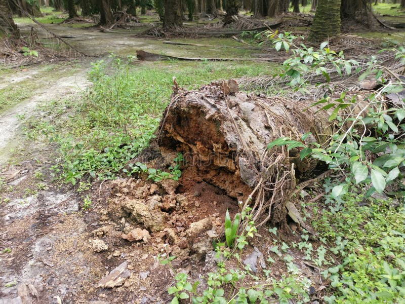 The Fallen Decompose Tree Trunk on the Ground Stock Photo - Image of ...