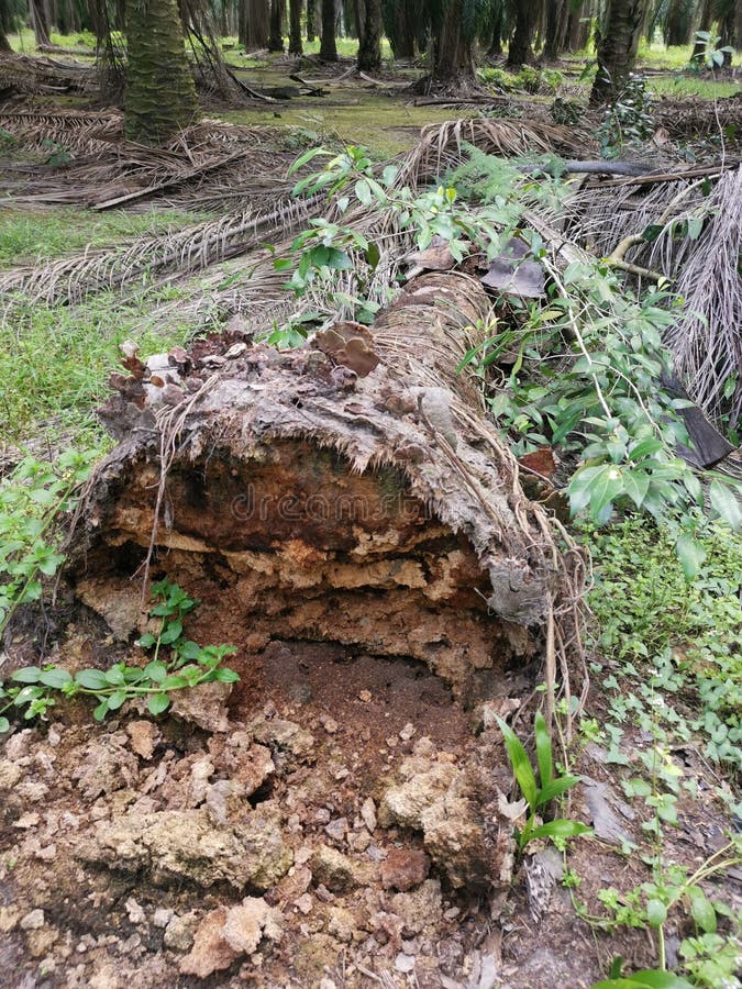 The Fallen Decompose Tree Trunk on the Ground Stock Photo - Image of ...