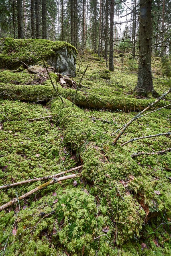 Image of a Fallen Tree Root Covered with Grass in the Forest. Stock ...